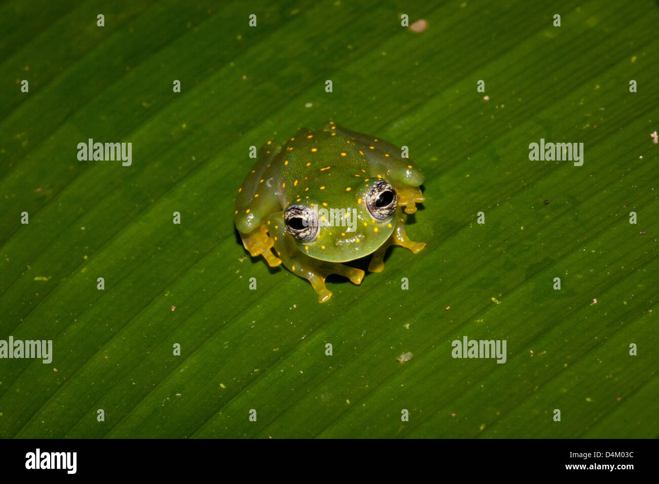 White-spotted Cochran Frog, sci.name; Cochranella albomaculata, at ...