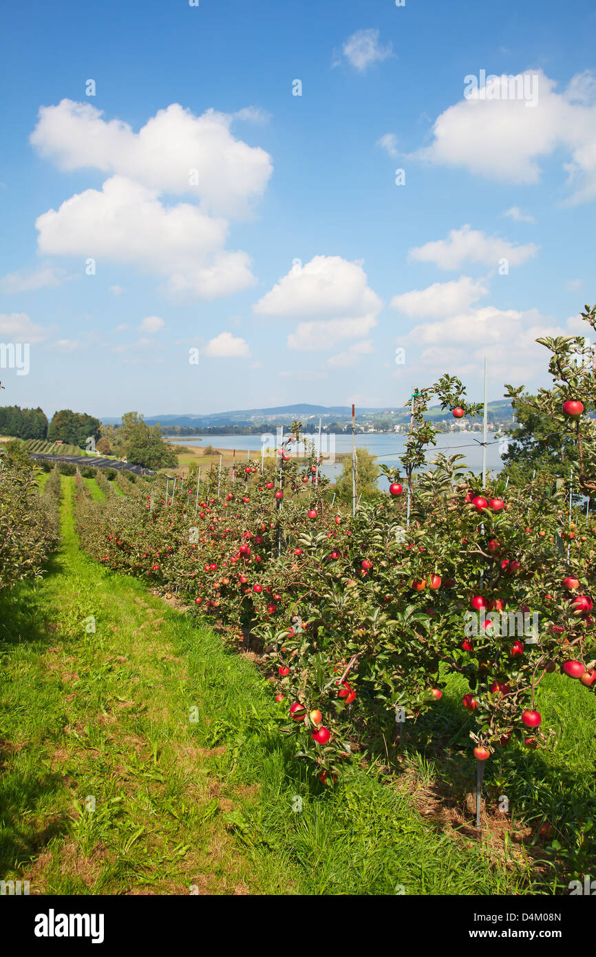 Apple garden full of riped red apples Stock Photo - Alamy