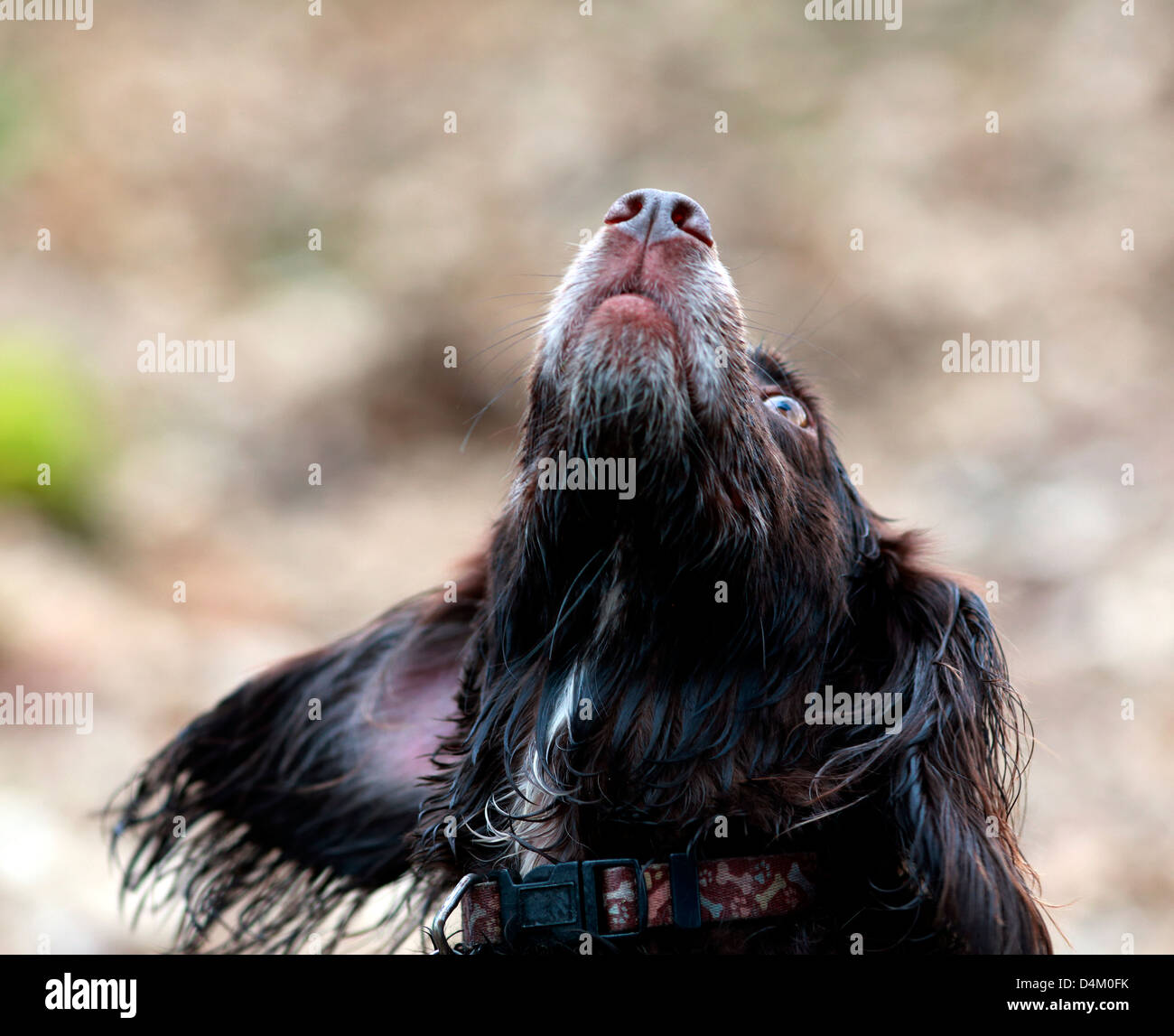 dog looking up Stock Photo - Alamy