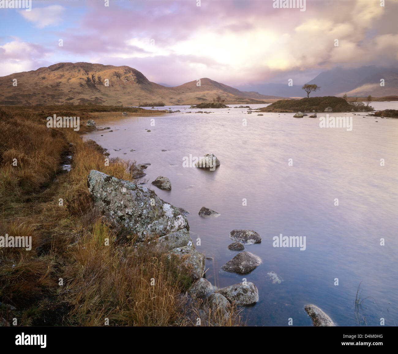 ‘The tree’ on Lochan na h-Achlaise, Rannoch Moor at sunrise in the ...