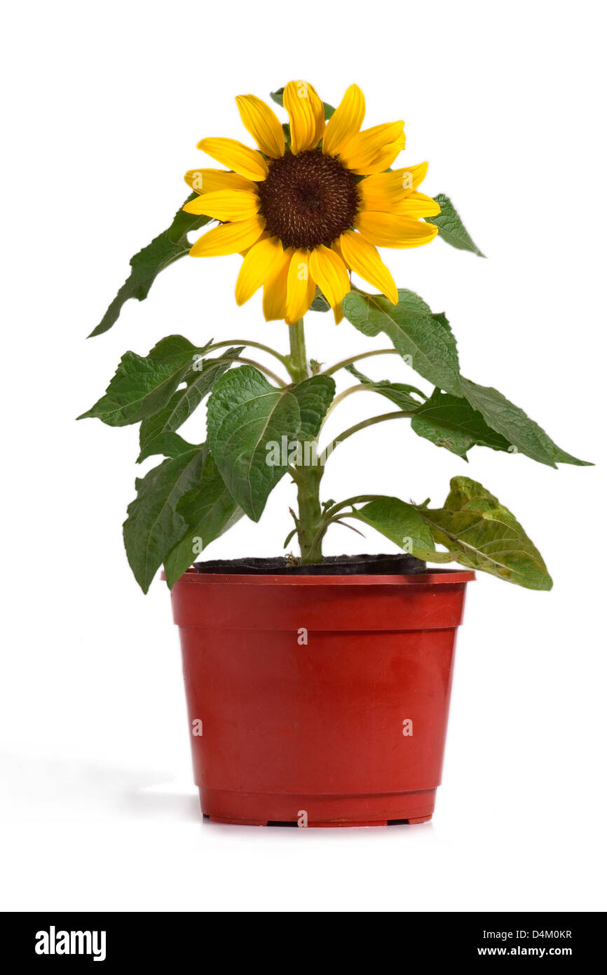 Sunflower Plant In A Pot