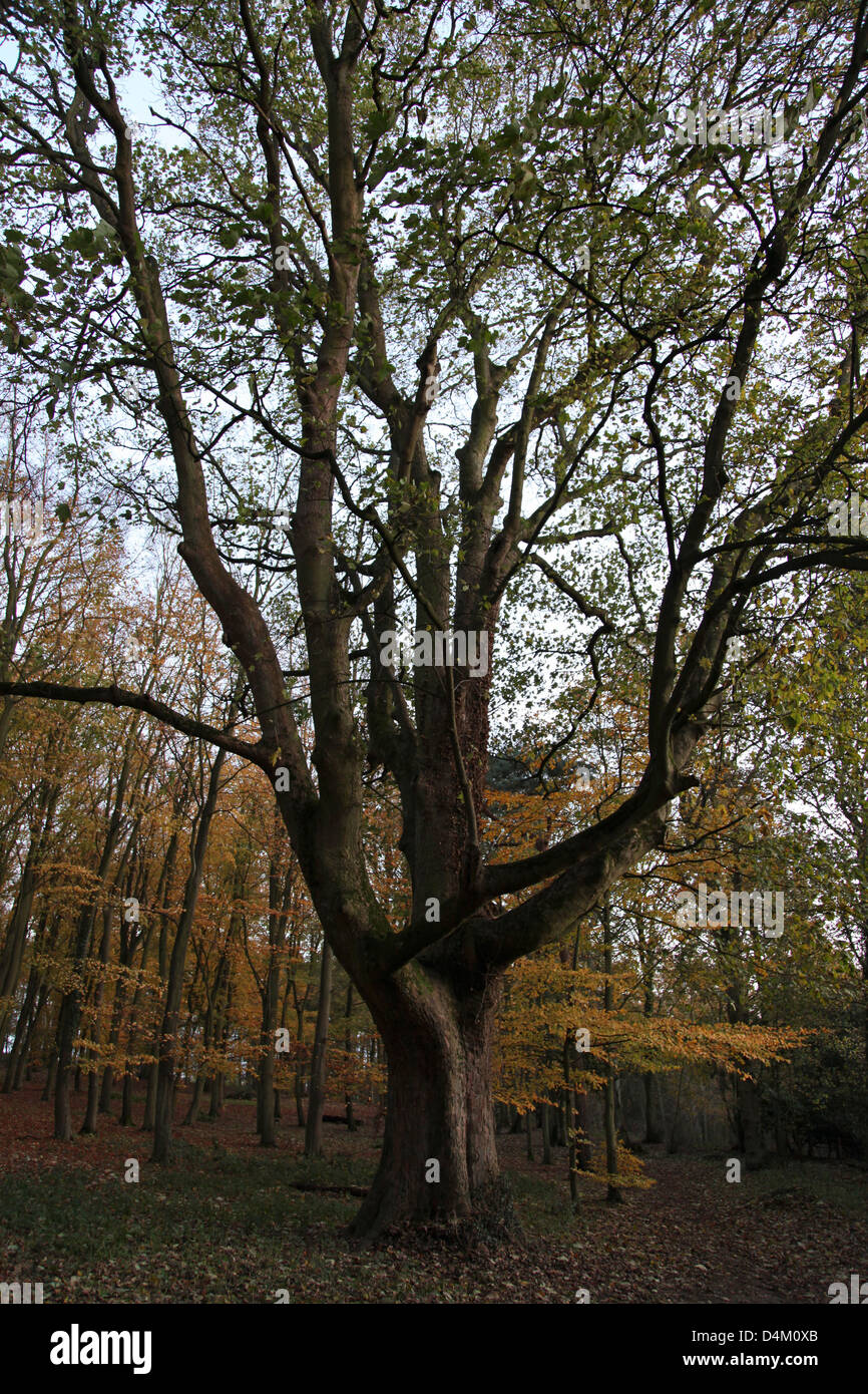 Elegant tree, shaped like a hand, in woodland Stock Photo - Alamy