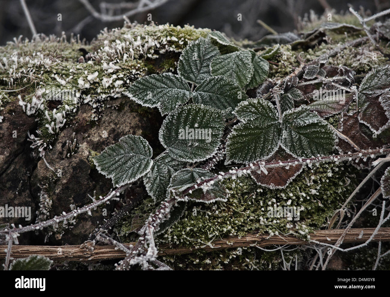 Brambles hi-res stock photography and images - Alamy