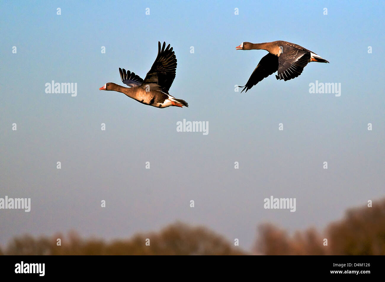 White Fronted Geese Stock Photos & White Fronted Geese Stock Images - Alamy