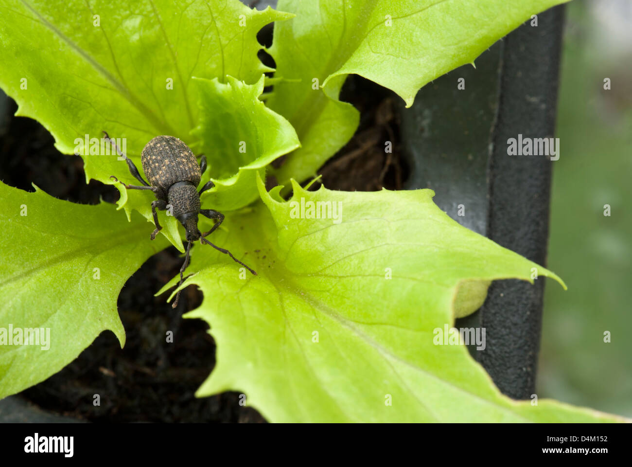 Vine weevil leaf hi-res stock photography and images - Alamy