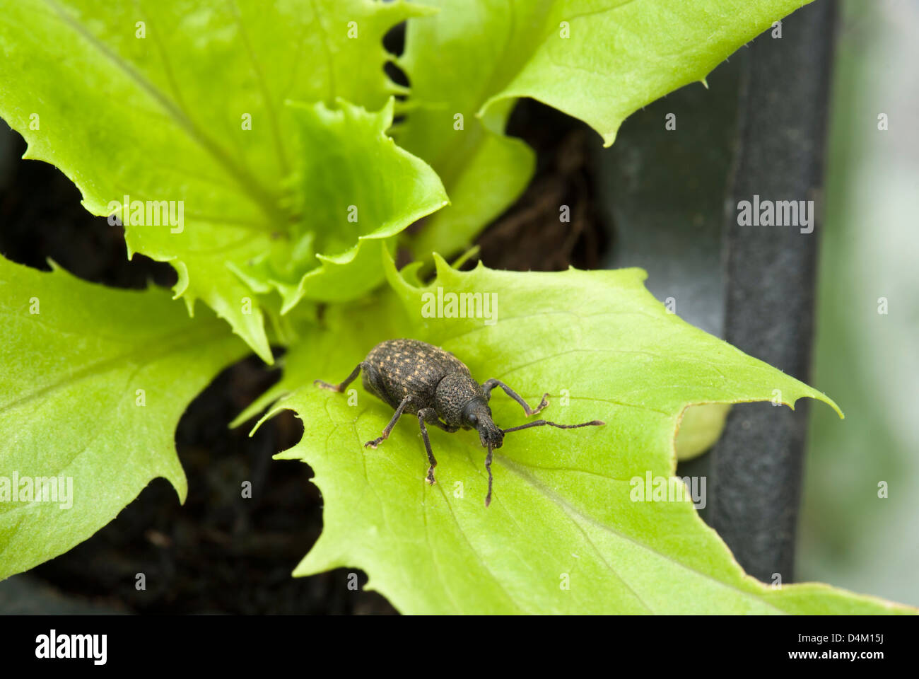 Vine weevil leaf hi-res stock photography and images - Alamy