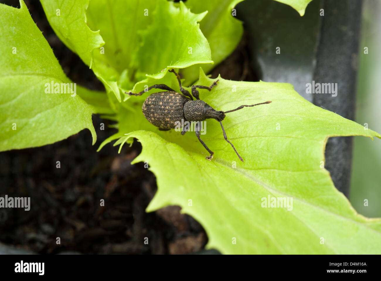 Vine weevil leaf hi-res stock photography and images - Alamy