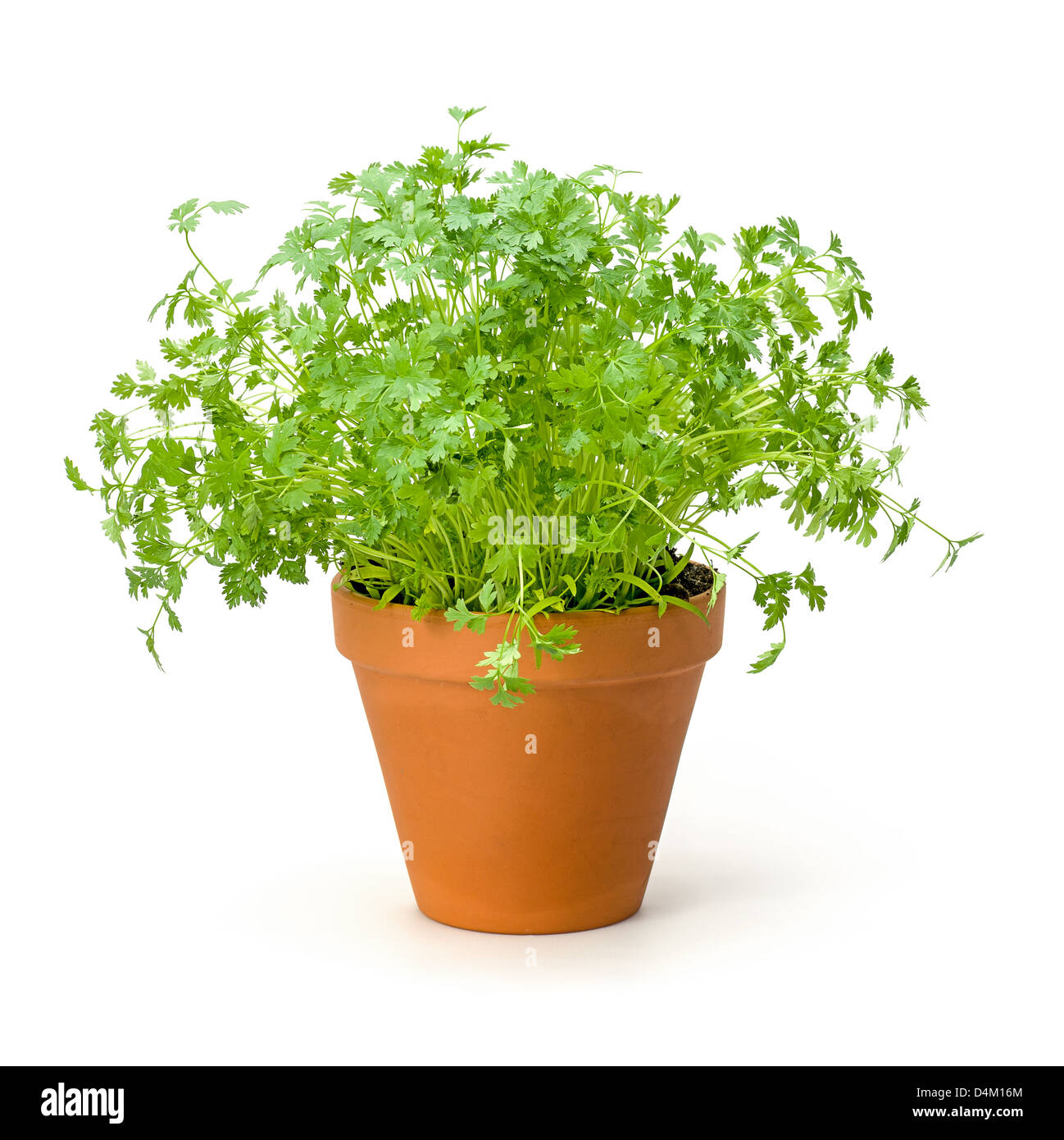 P pot hi-res stock photography and images - Alamy