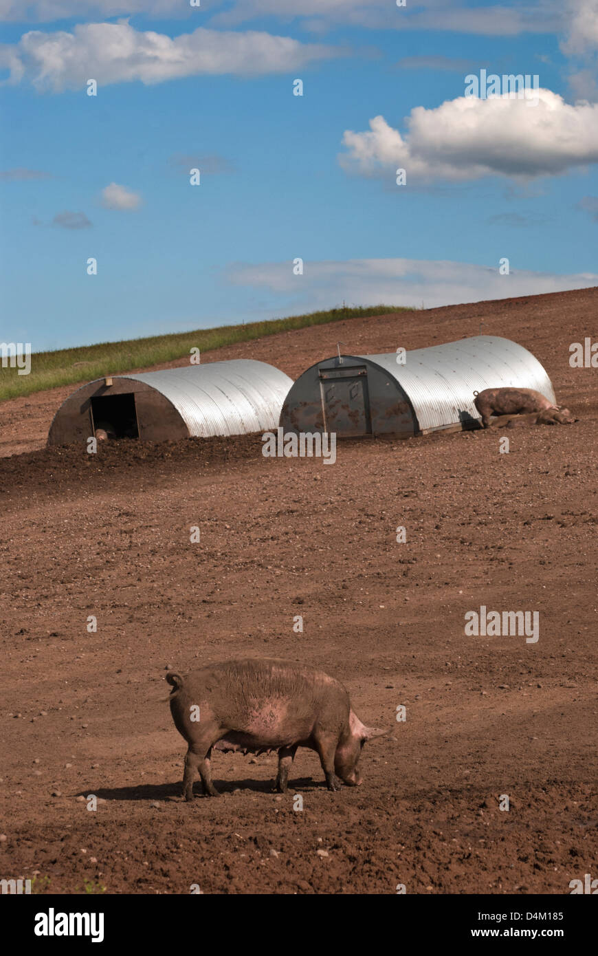 Pig farming, Nottinghamshire, UK Stock Photo - Alamy