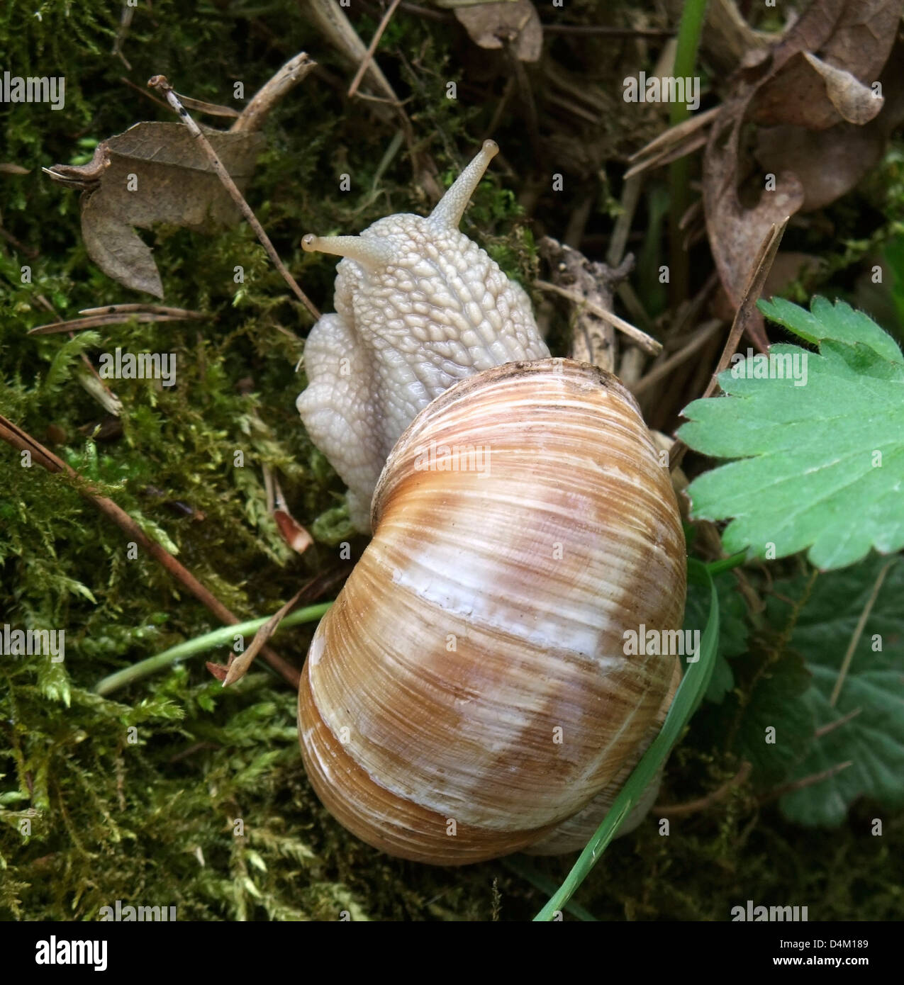 high angle shot of a grapevine snail in natural back Stock Photo - Alamy