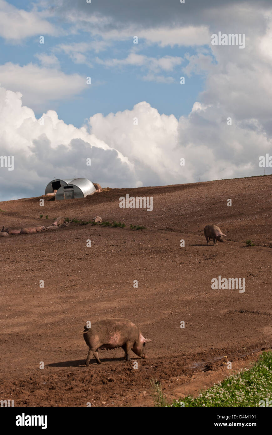 Pig farming, Nottinghamshire, UK Stock Photo - Alamy