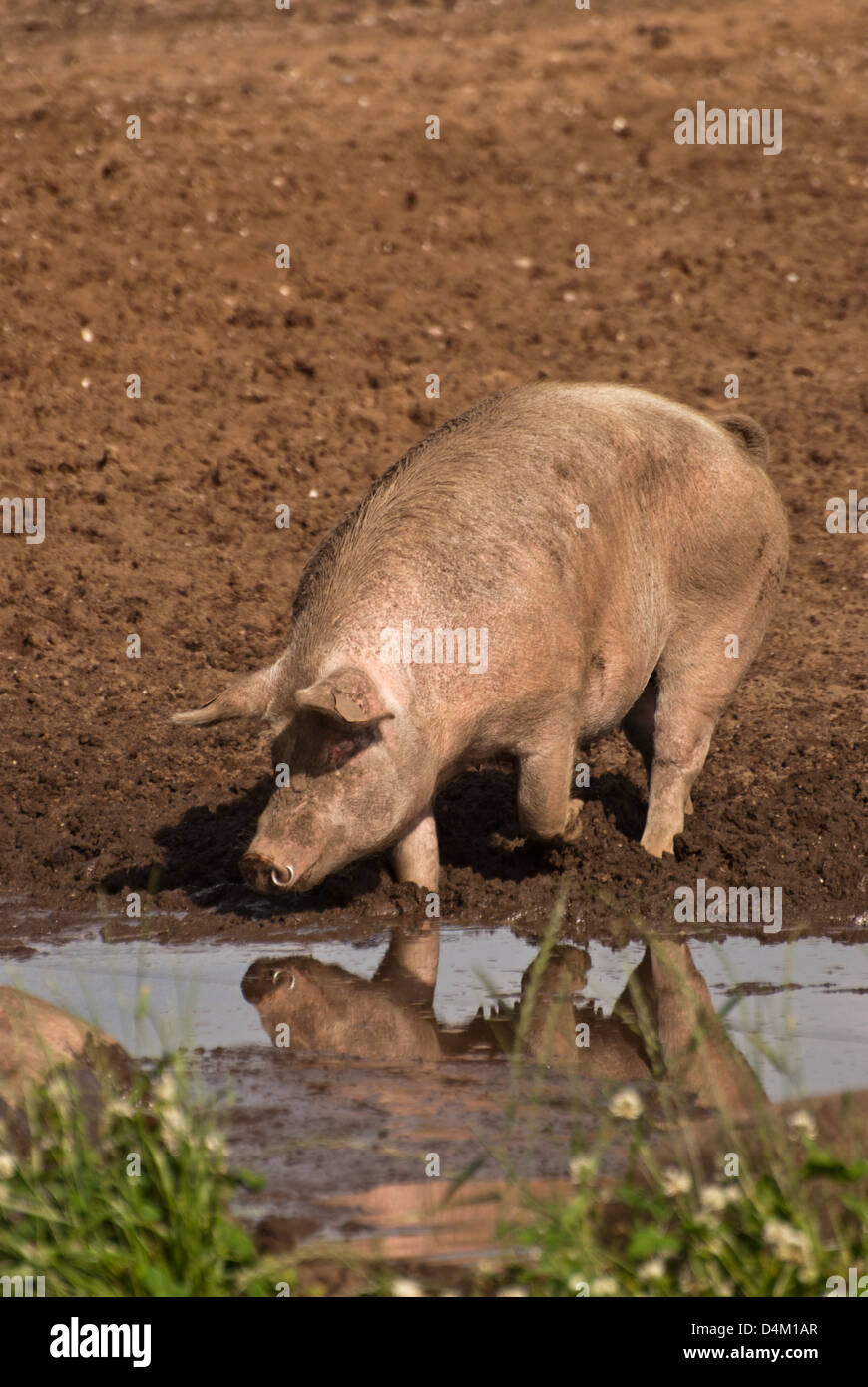 Pig farming, Nottinghamshire, UK Stock Photo - Alamy
