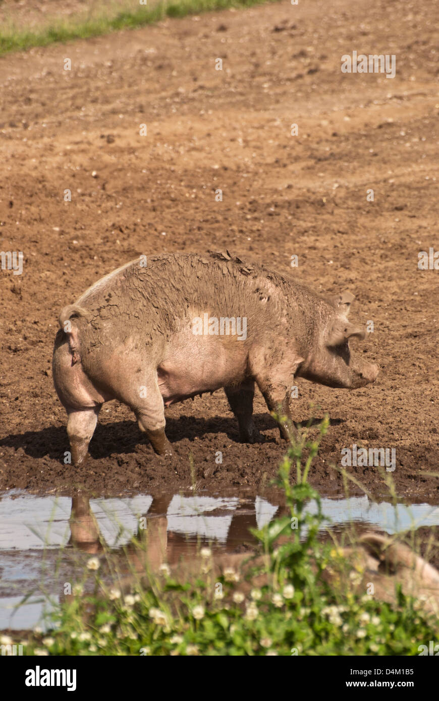 Pig farming, Nottinghamshire, UK Stock Photo - Alamy