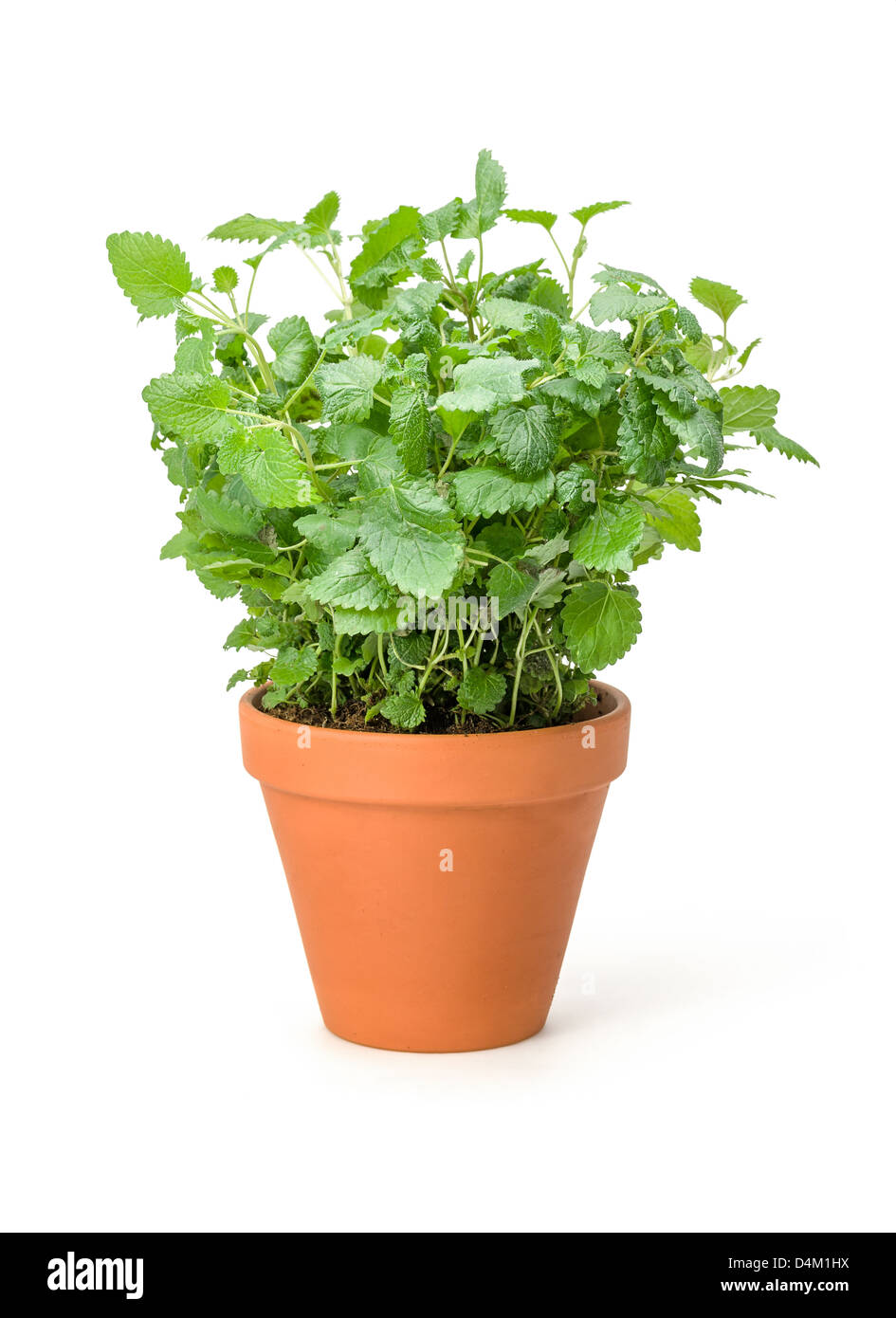 Lemon balm in the garden Cut Out Stock Images & Pictures - Alamy