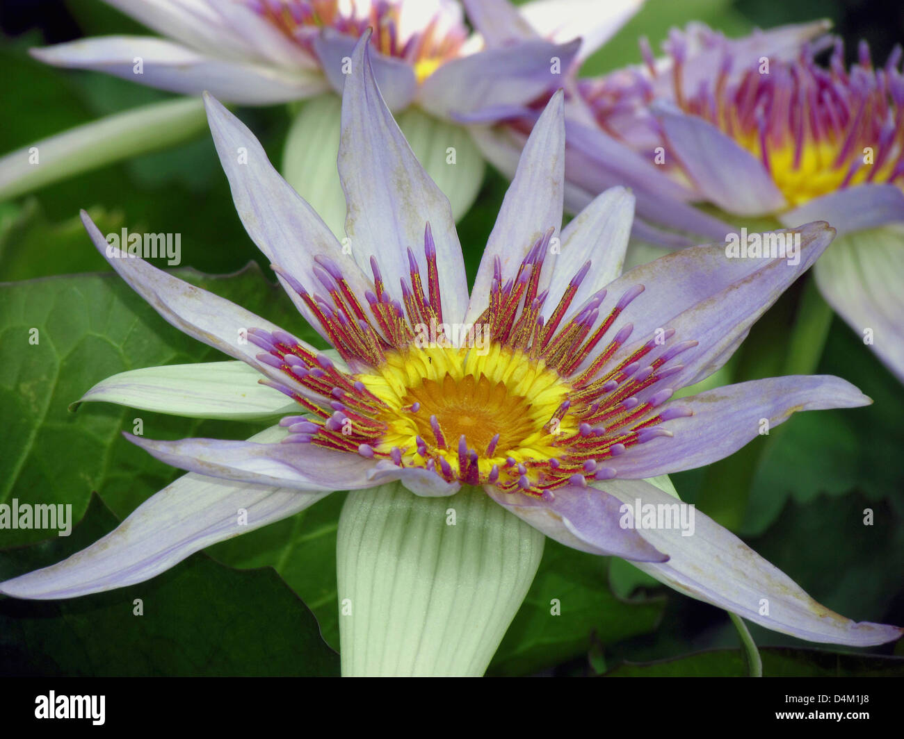 colorata blue, nymphaea colorata Stock Photo - Alamy