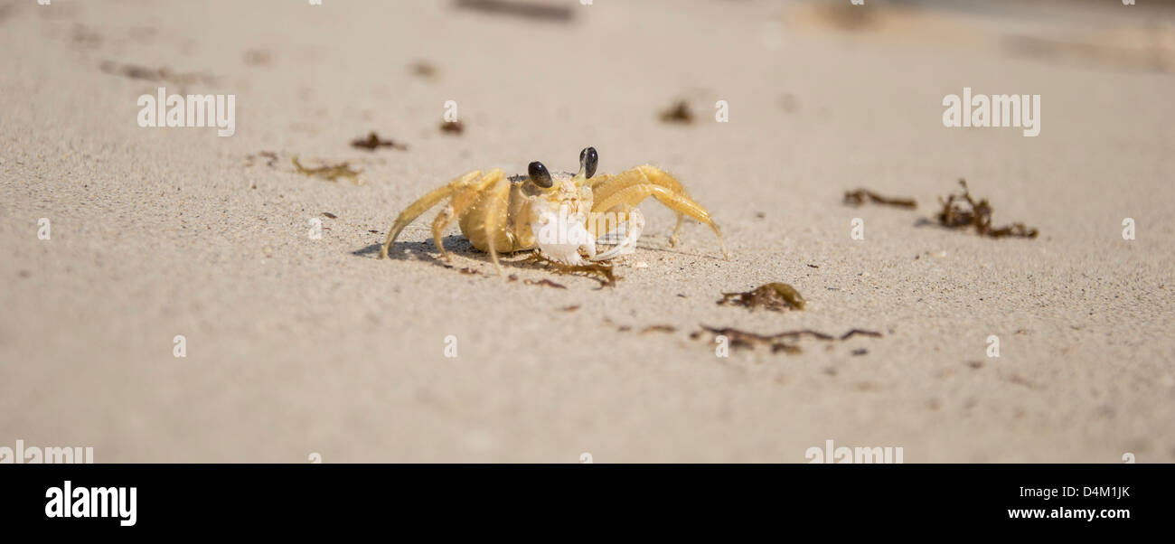 Small Crab on the Beach (macro shot Stock Photo - Alamy