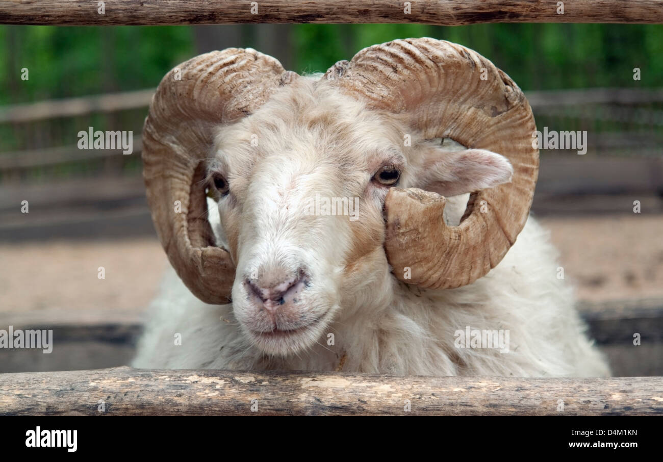 portrait of a domestic sheep in agricultural ambiance Stock Photo - Alamy