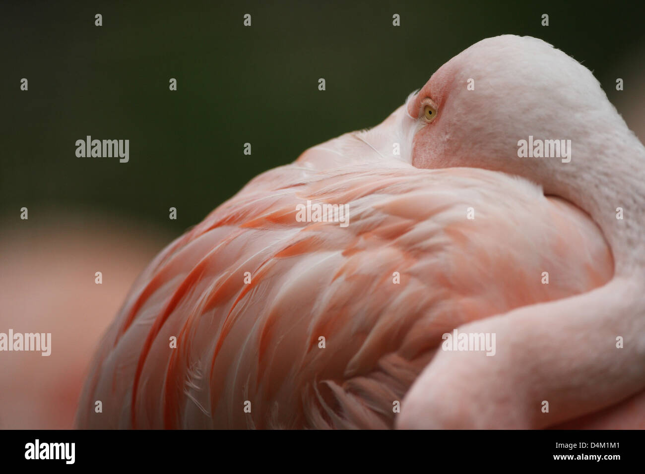 Mud shrimp hi-res stock photography and images - Alamy