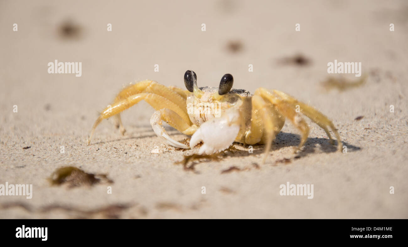 Crab macro hi-res stock photography and images - Alamy