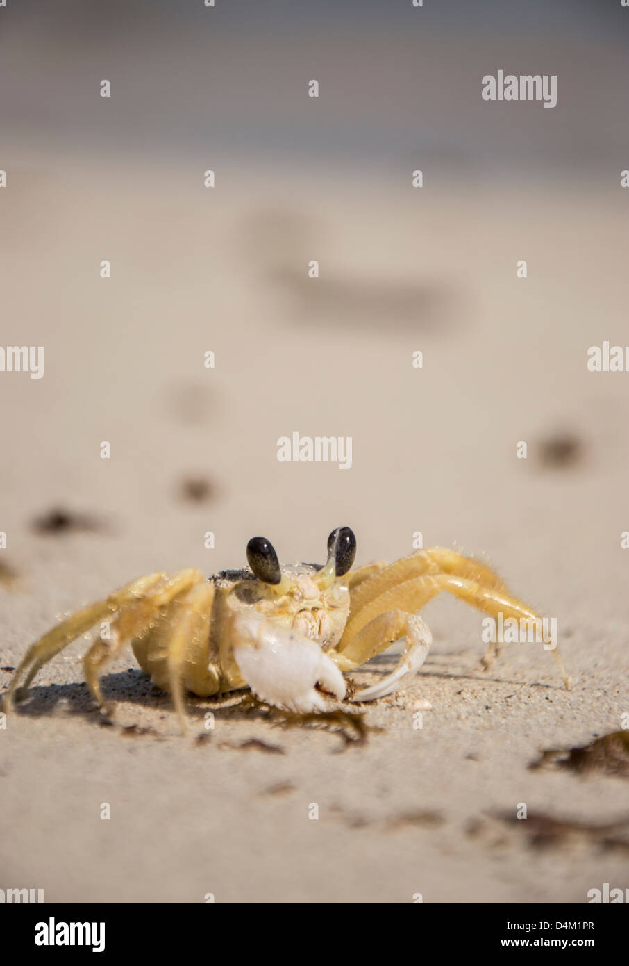 Crab macro hi-res stock photography and images - Alamy