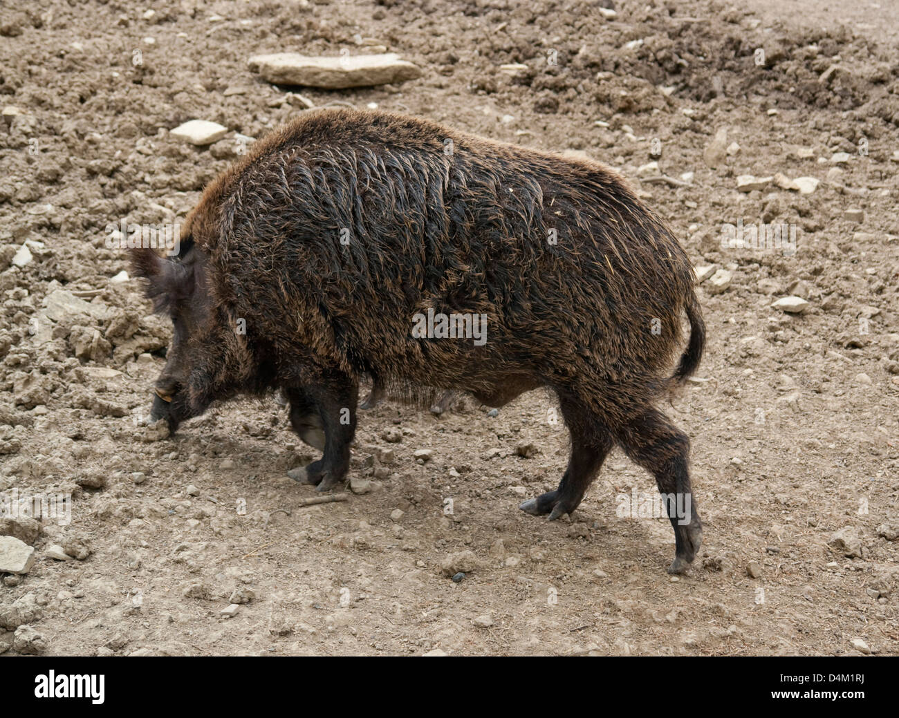 high angle shot of a wild boar in earthy ambiance Stock Photo - Alamy