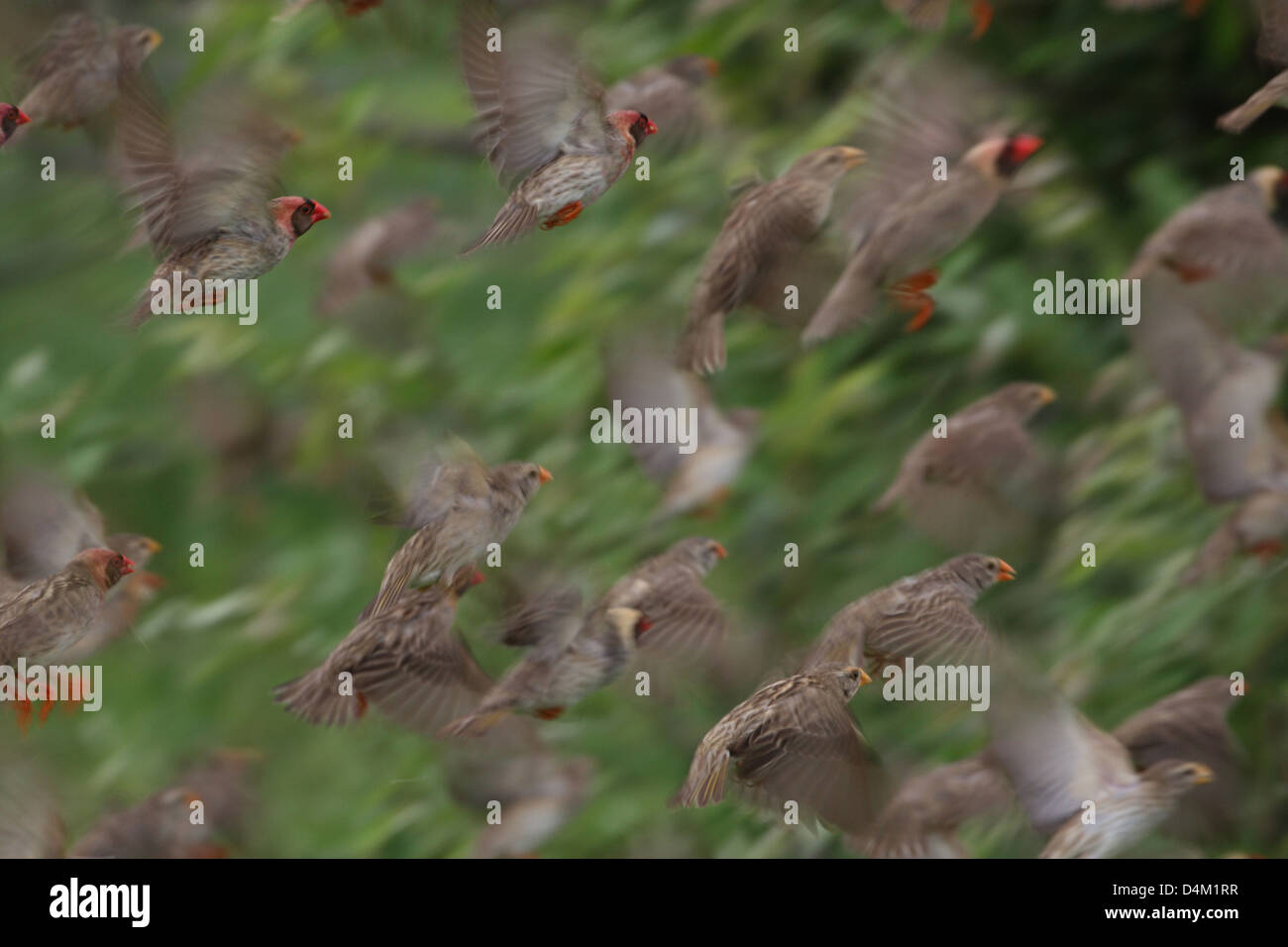 Gold finch flock flying hi-res stock photography and images - Alamy