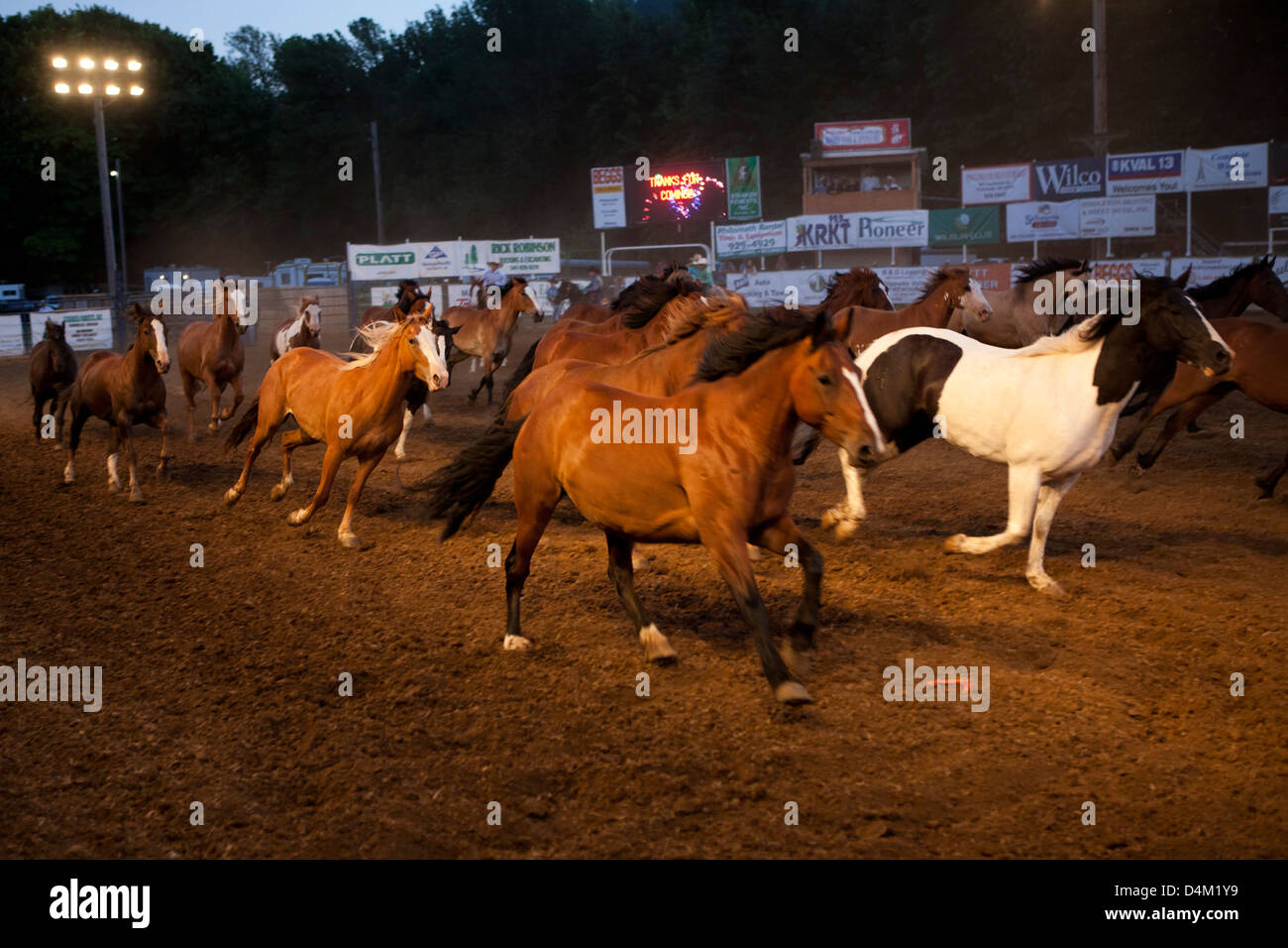 Horses running into the arena of Philomath Rodeo, Oregon, USA Stock ...