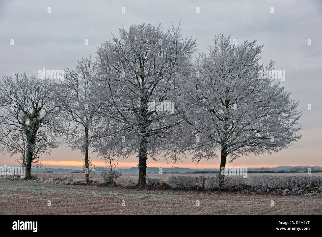 Fields in winter with snow and frost Stock Photo - Alamy