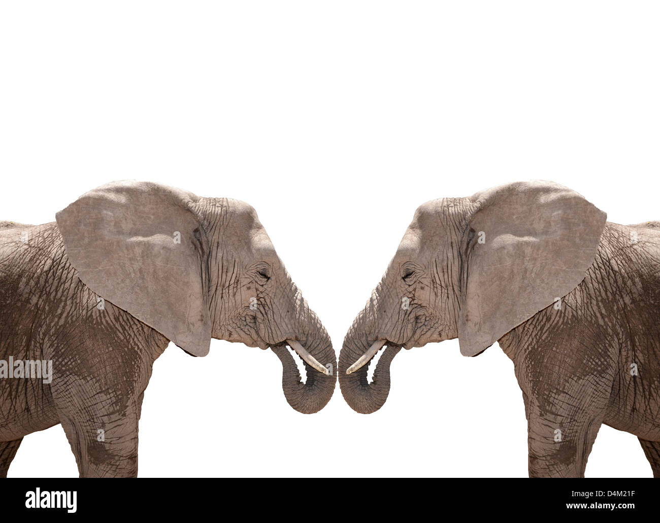 Elephant couple isolated on white Stock Photo - Alamy