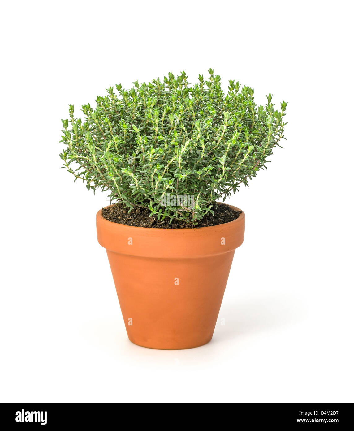 Thymus thyme italy hi-res stock photography and images - Alamy