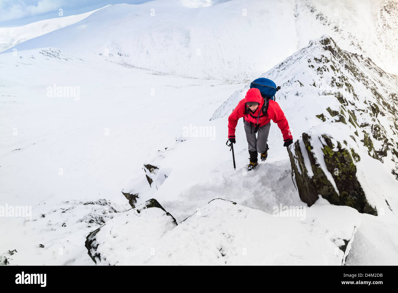 A hiker climbing Sharp Edge on route to the summit of Blencathra ...