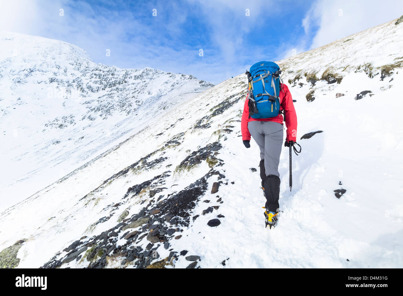 A hiker climbing Sharp Edge on route to the summit of Blencathra ...