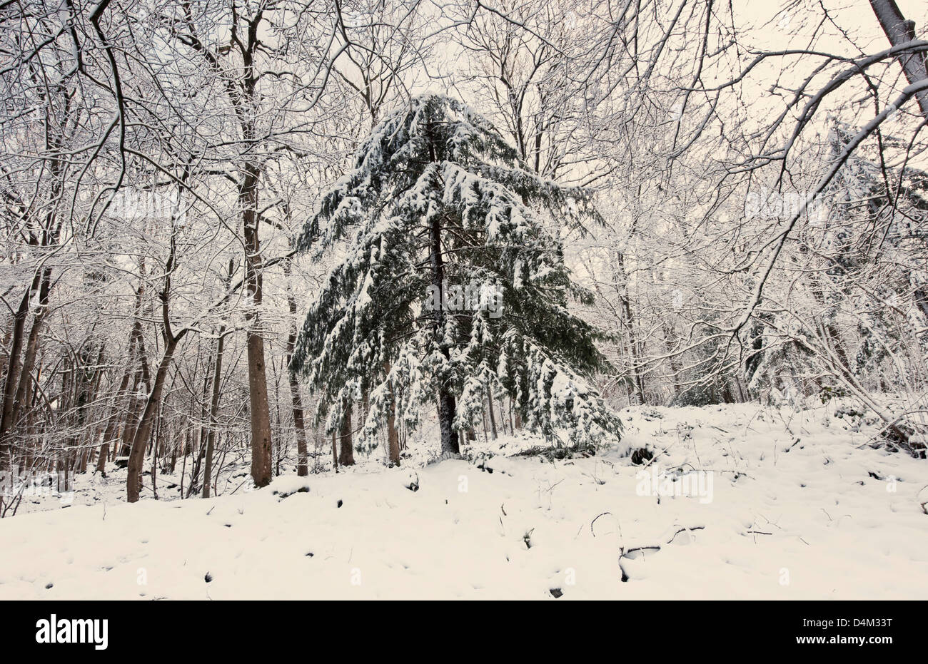 Trees in winter snow Stock Photo - Alamy