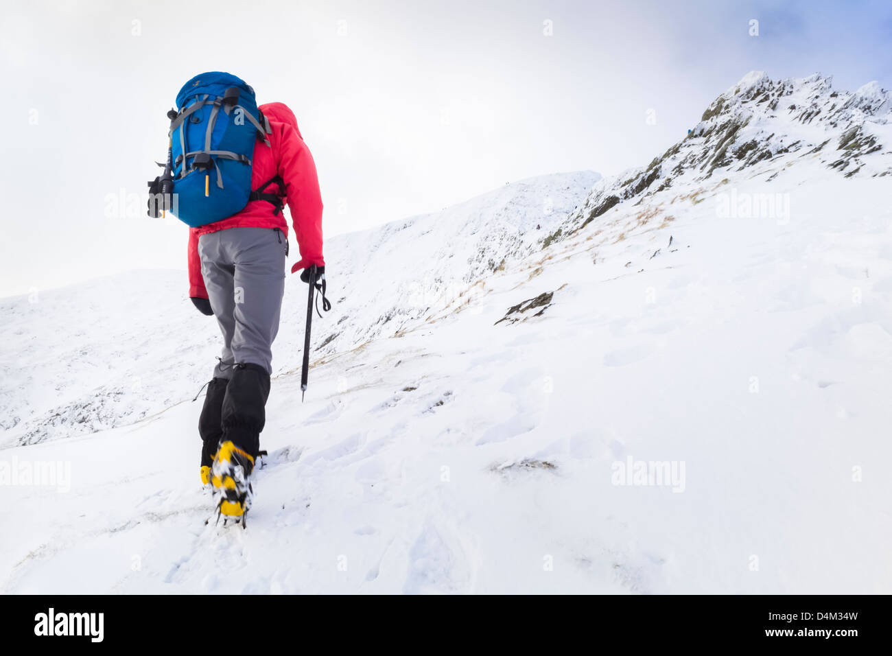 A hiker climbing Sharp Edge on route to the summit of Blencathra ...