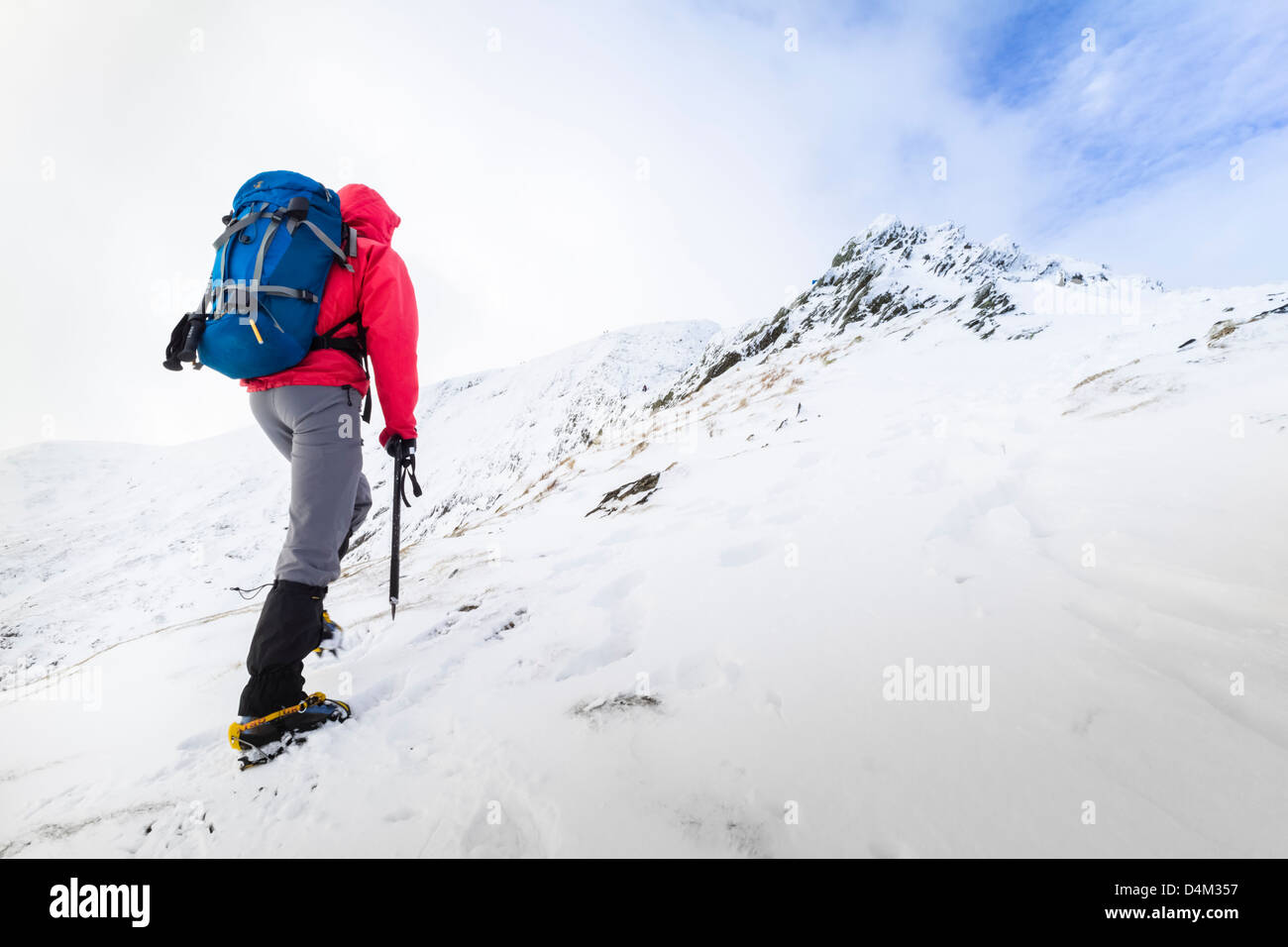 A hiker climbing Sharp Edge on route to the summit of Blencathra ...
