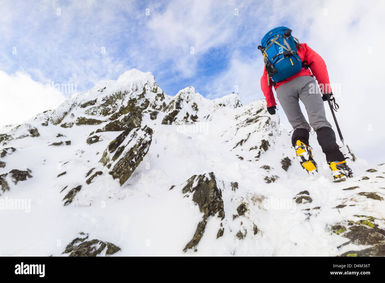 A hiker climbing Sharp Edge on route to the summit of Blencathra ...