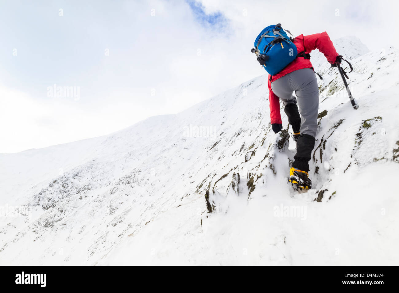 A hiker climbing Sharp Edge on route to the summit of Blencathra ...