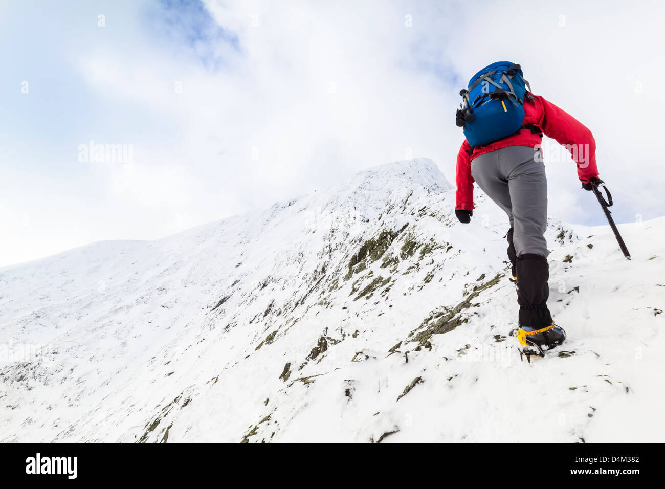 A hiker climbing Sharp Edge on route to the summit of Blencathra ...