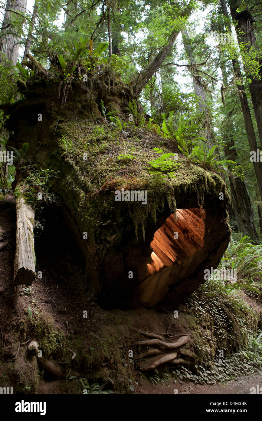 Tallest moss in the world hi-res stock photography and images - Alamy