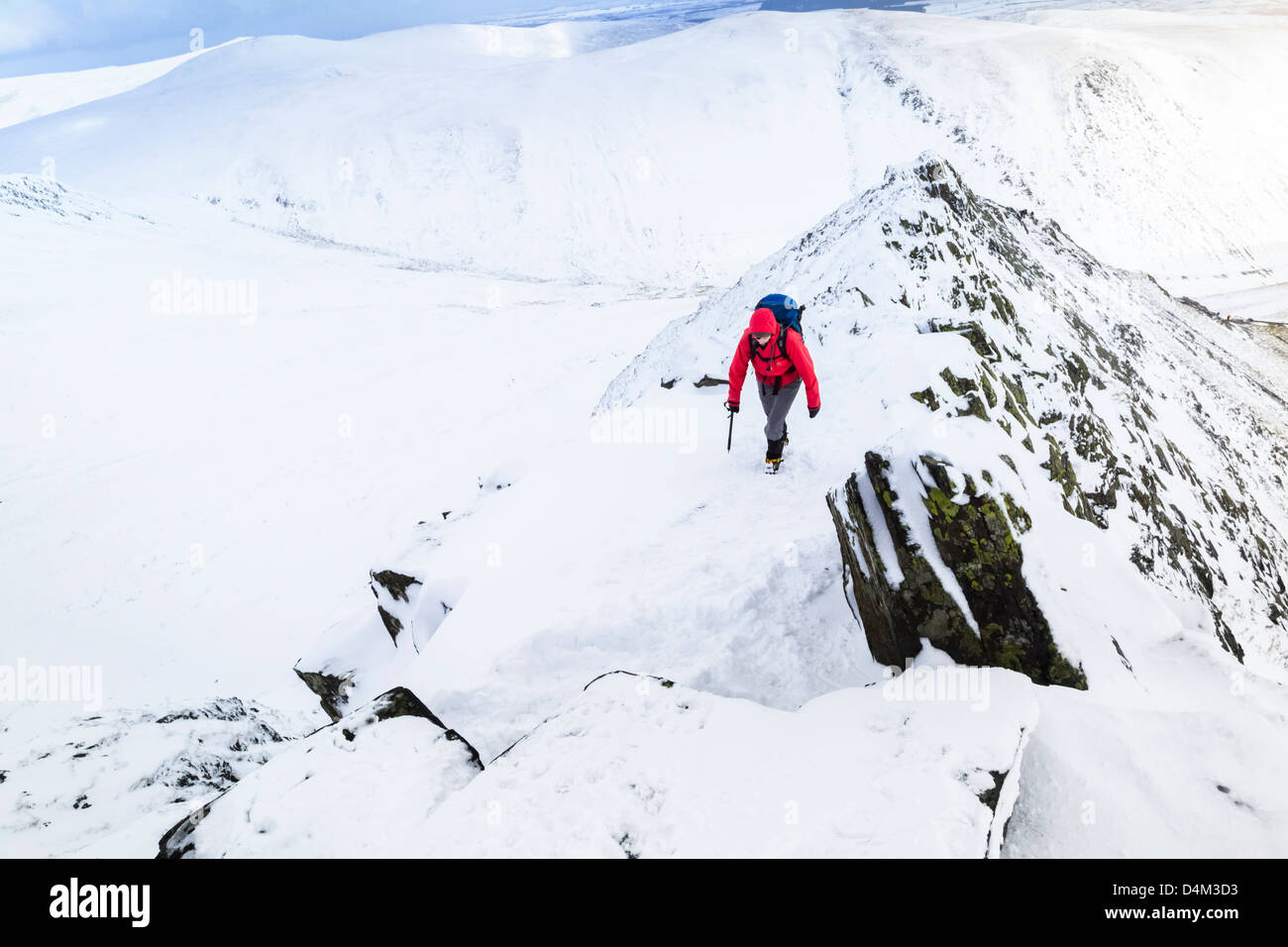 A hiker climbing Sharp Edge on route to the summit of Blencathra ...