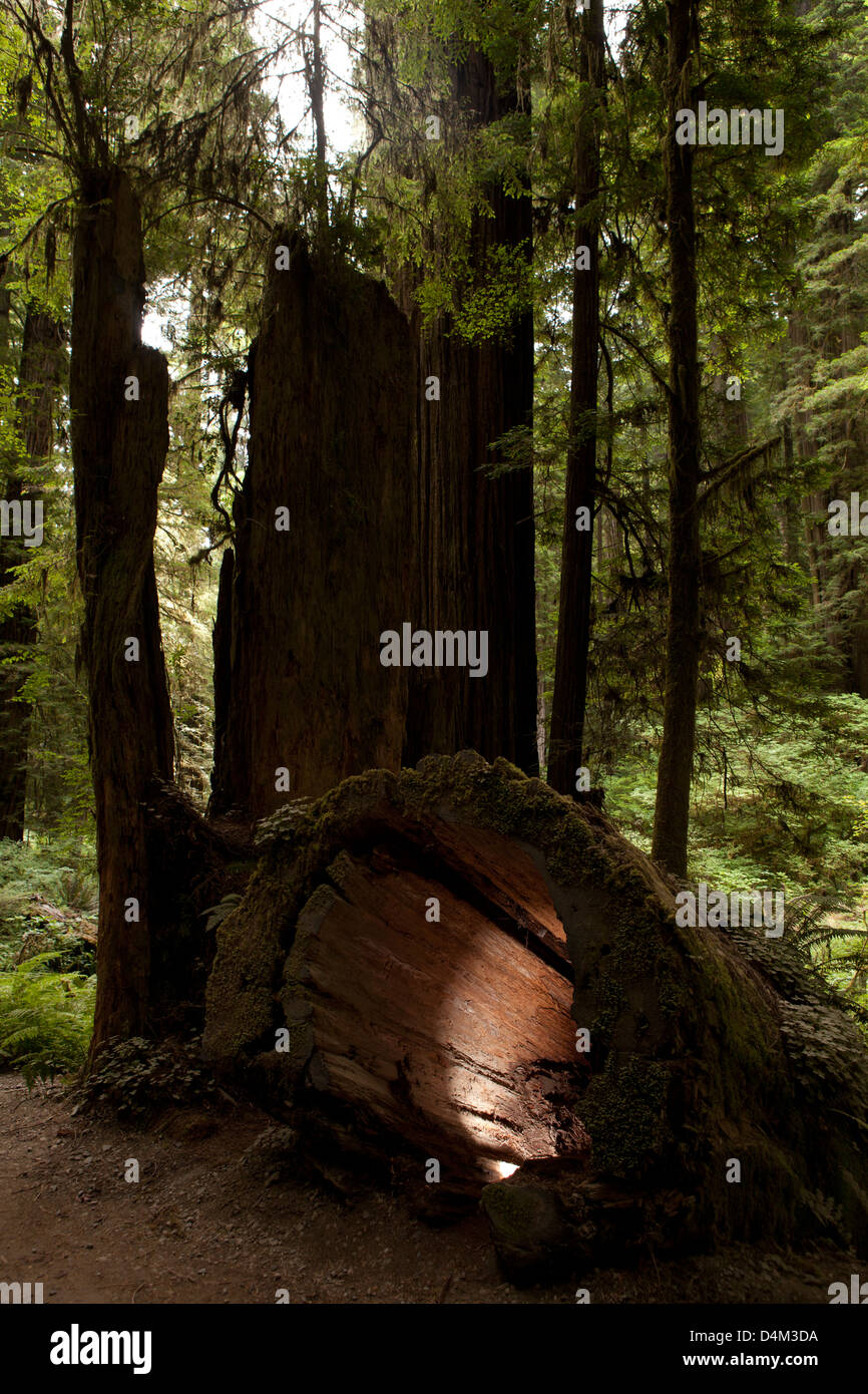 Tallest moss in the world hi-res stock photography and images - Alamy