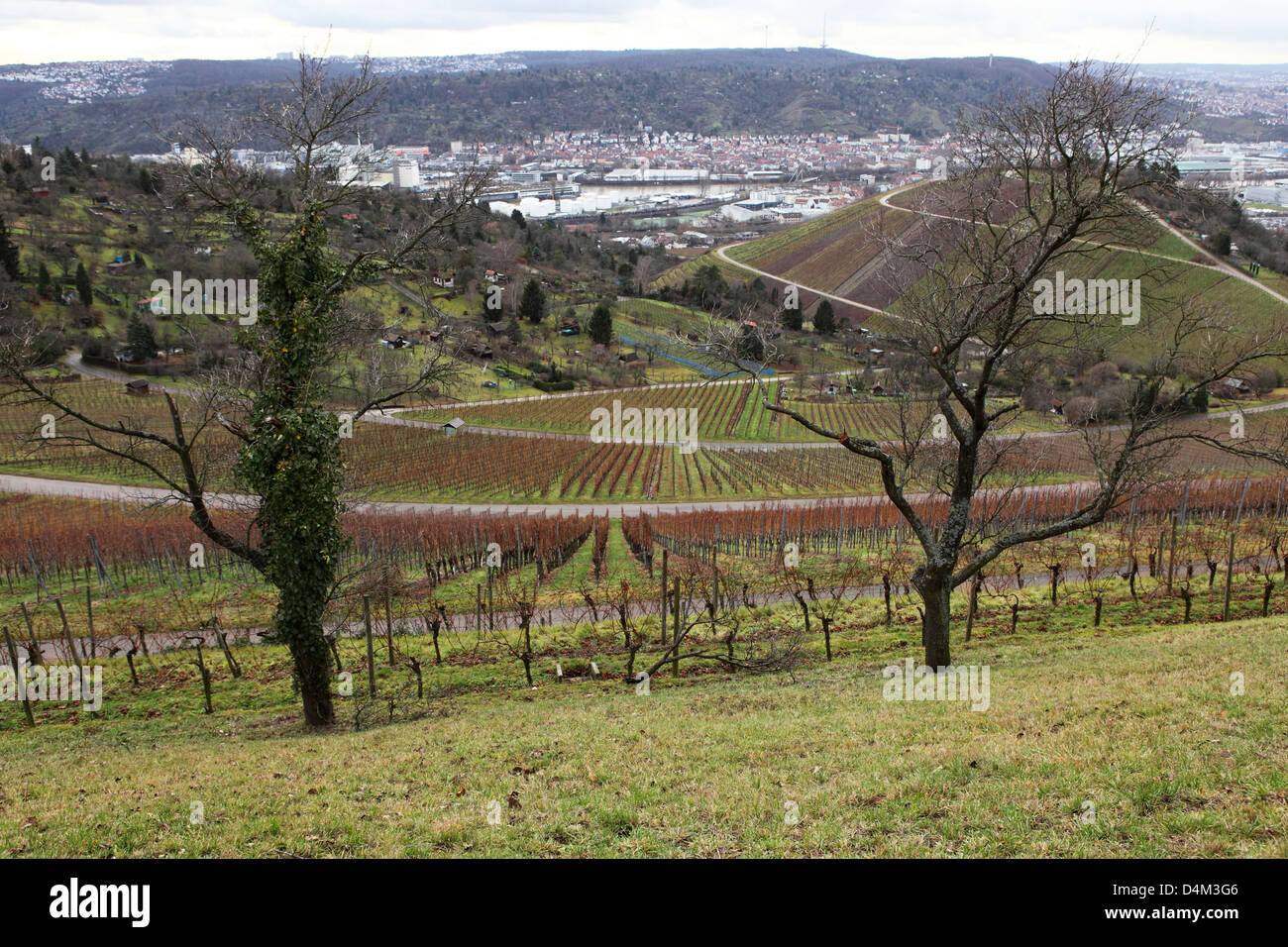 Vines grow in a vineyard above Stuttgart, Germany. The vineyard is at ...