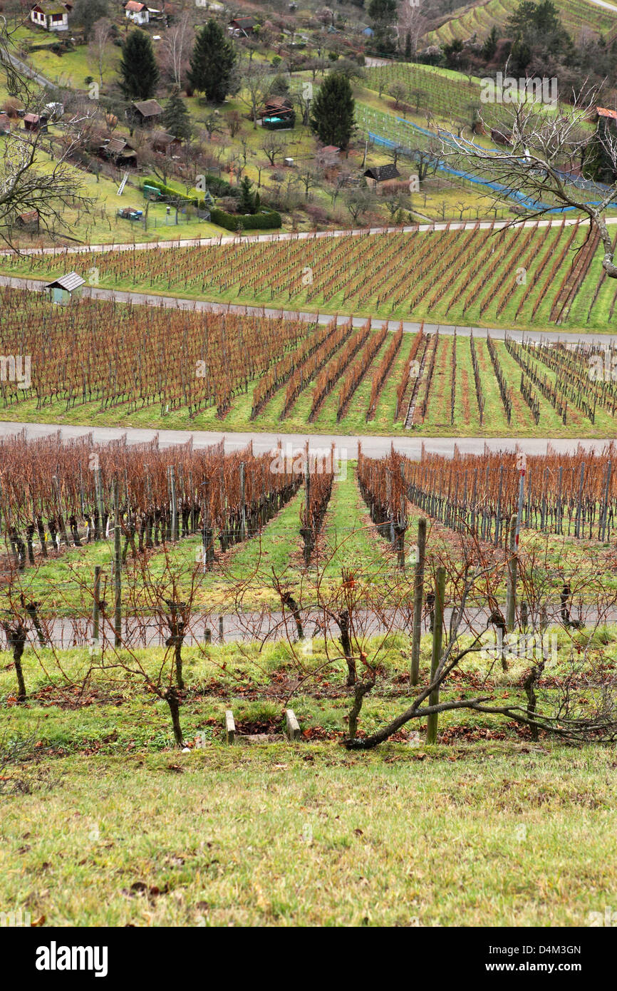 Vines in a vineyard near Stuttgart, Germany. The vineyard is at ...