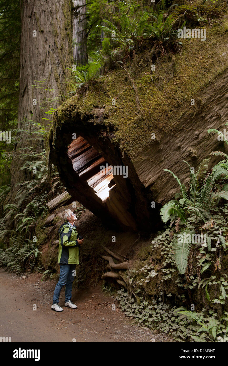 Looking into a hollow redwood tree, Redwood Forest, California, USA ...