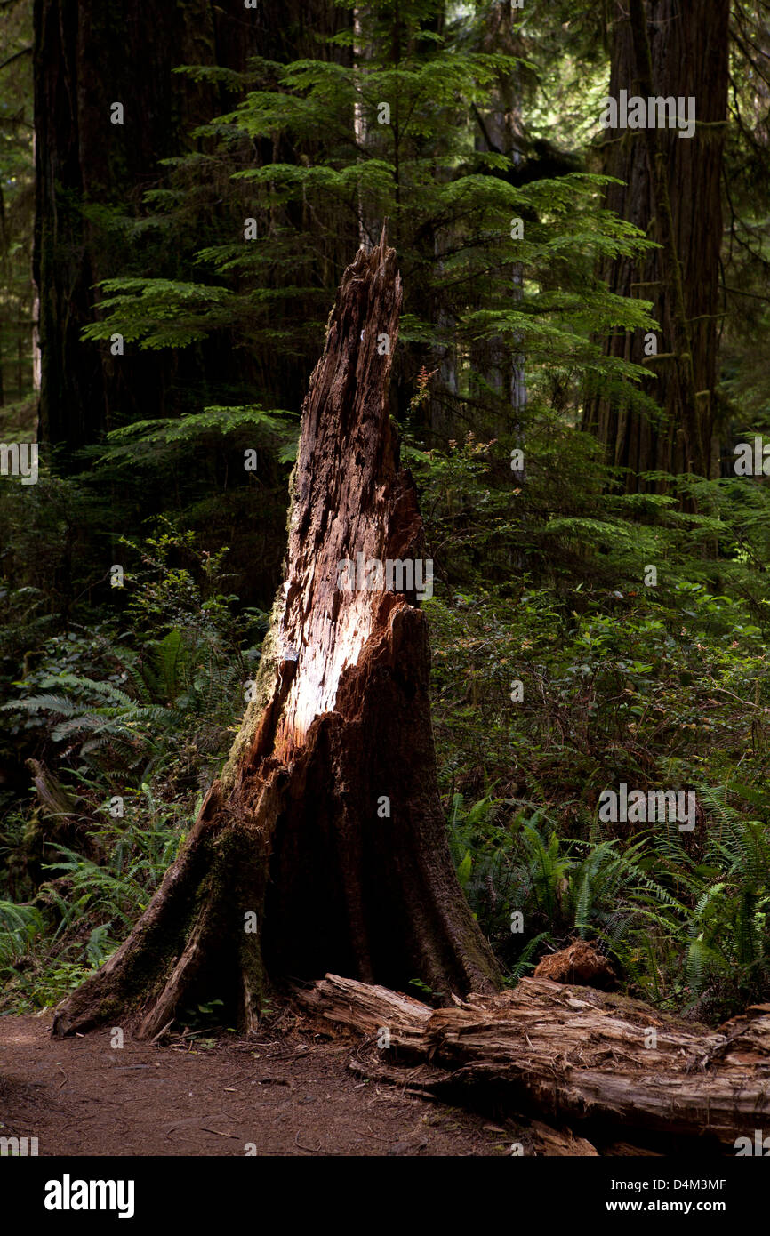 Details from Redwood National park in California, old trees covered ...