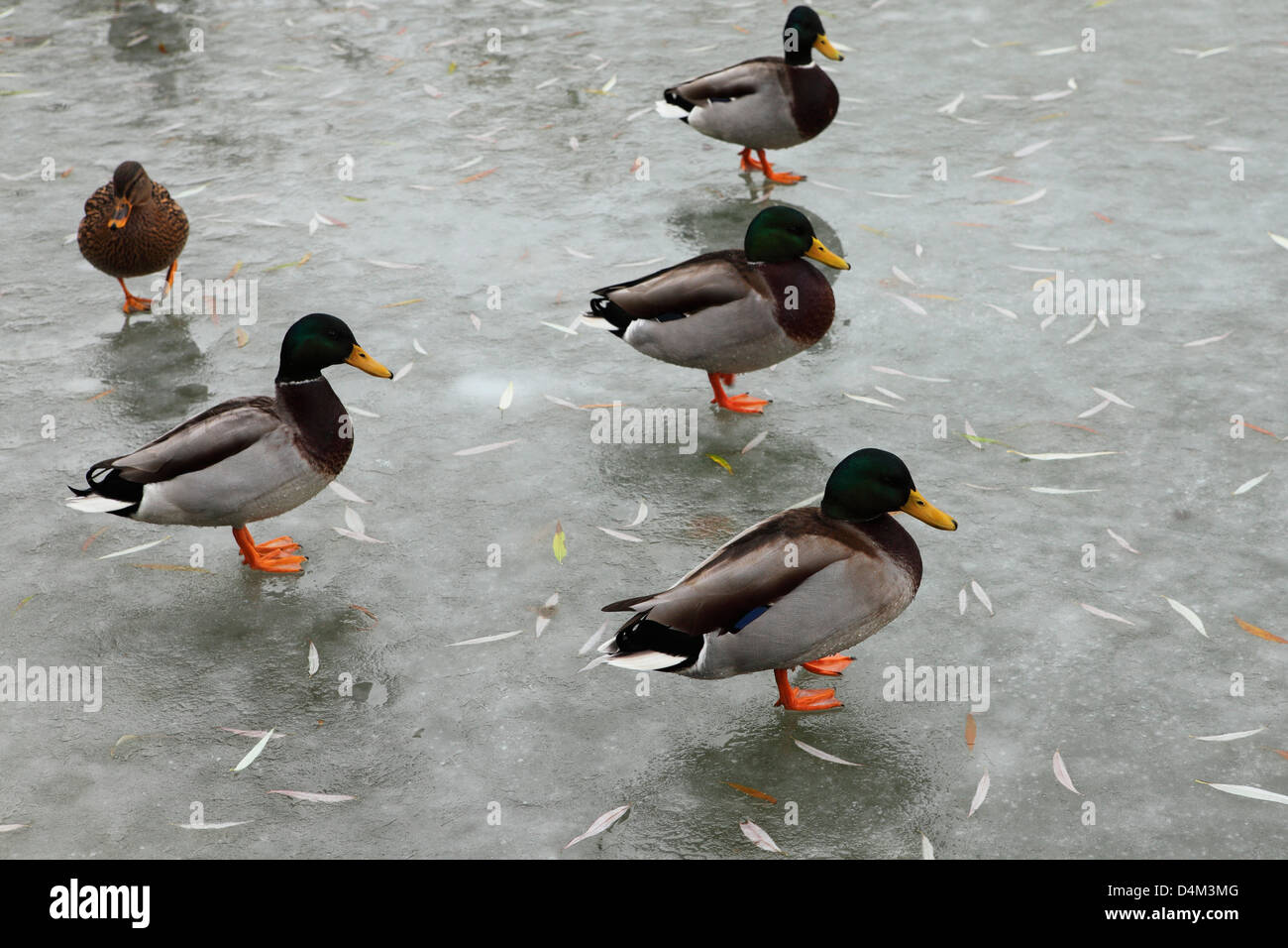 Mallards in lake winter hi-res stock photography and images - Alamy