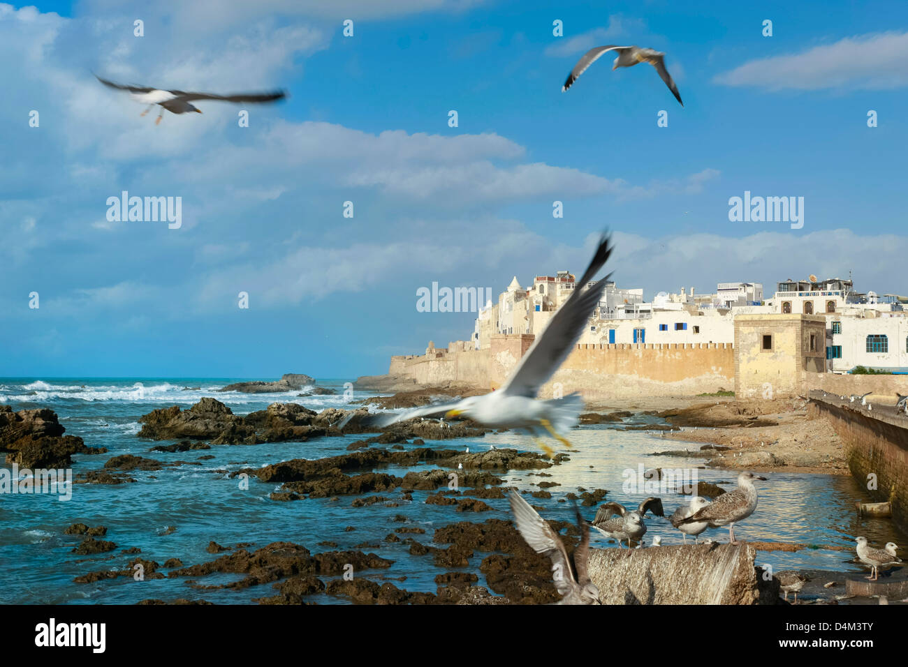 Seagulls flying over rocky beach Stock Photo - Alamy