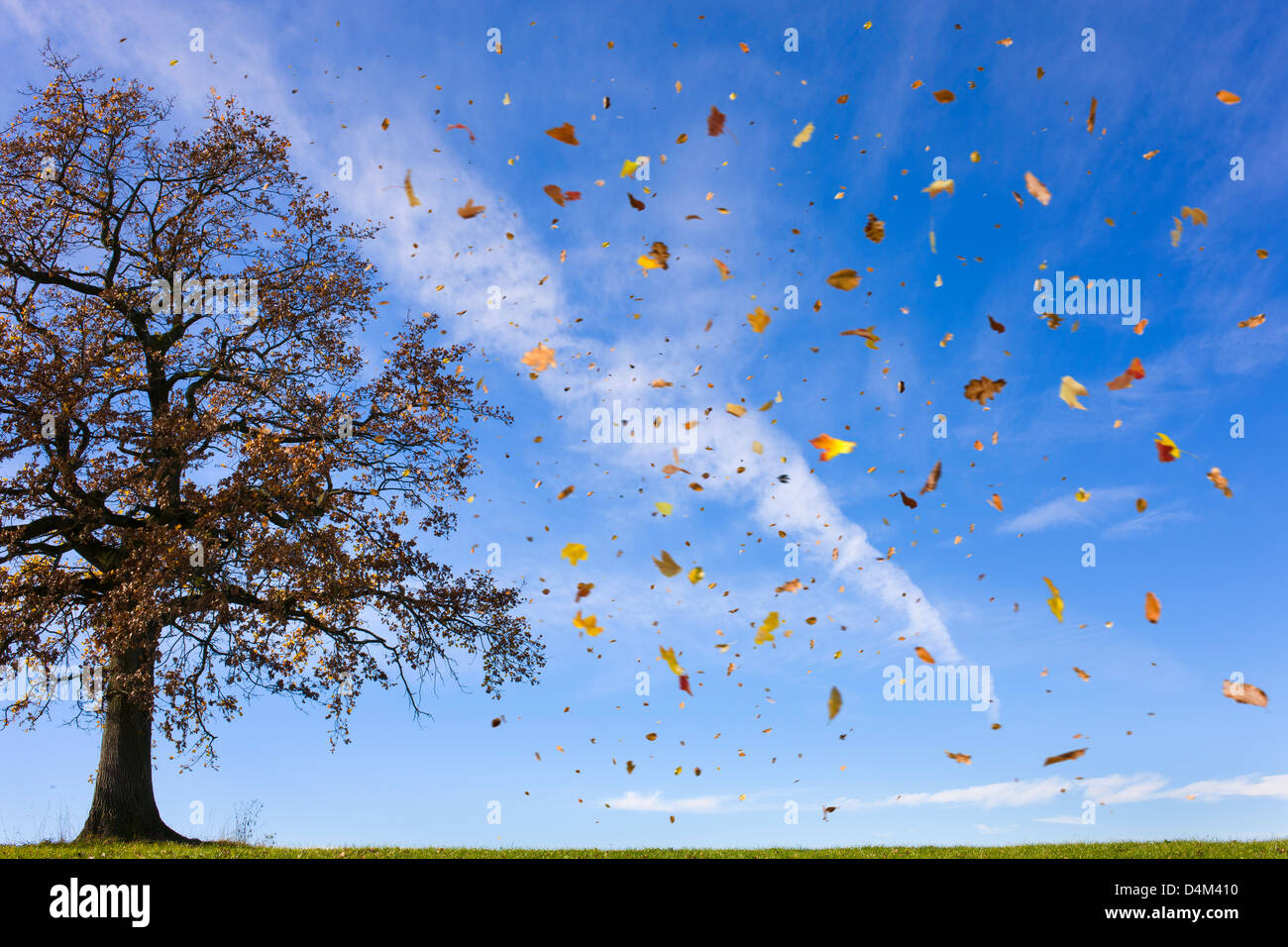 Autumn leaves flying in rural field Stock Photo - Alamy
