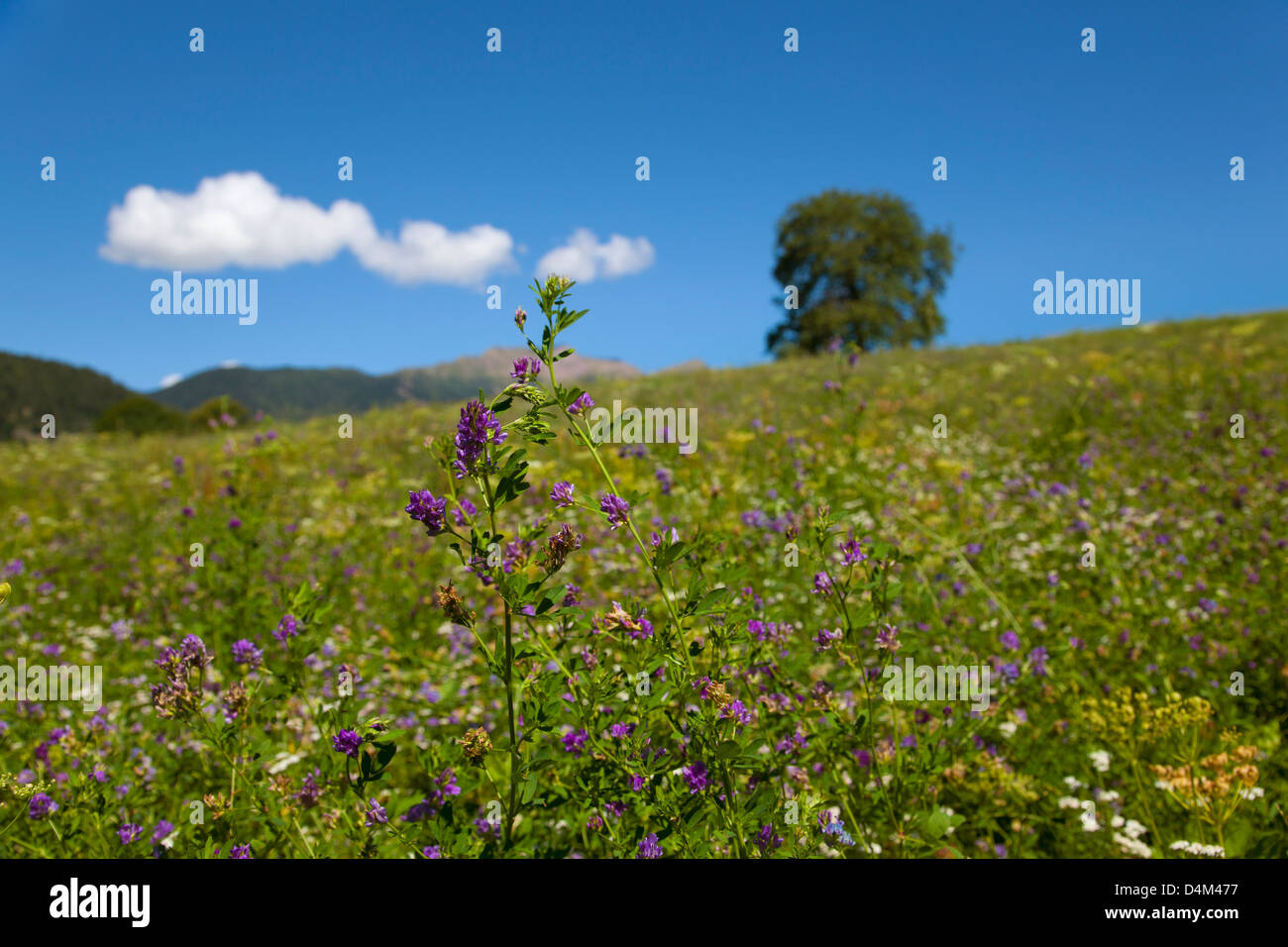 Close up of purple flower in rural field Stock Photo - Alamy