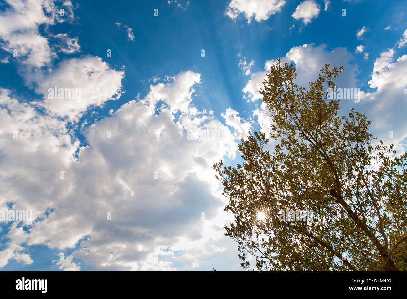 Cypress olive tree hi-res stock photography and images - Alamy